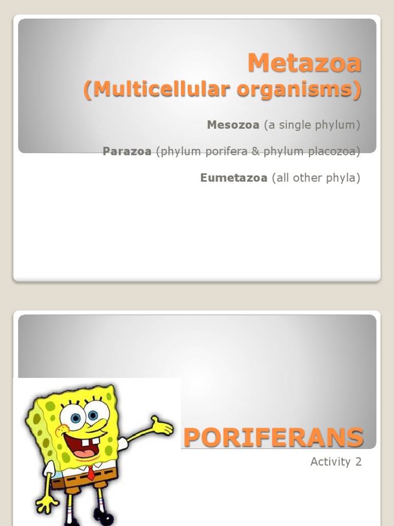 Poriferans PDF | PDF | Sponge | Aquatic Animals