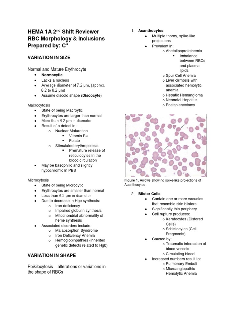 RBC Morphology | PDF | Anemia | Red Blood Cell
