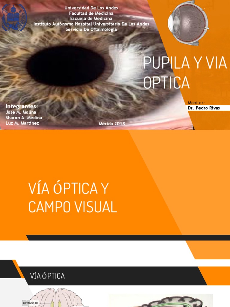 Vía Visual y Pupila en Oftalmología | PDF | Ojo humano | Percepción visual