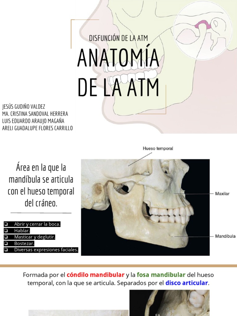 Anatomía de La Atm | PDF | Esófago | Articulación