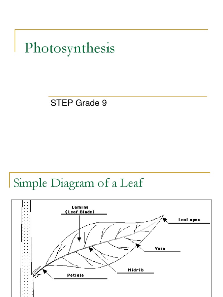 Photosynthesis: The Process That Converts Light Energy Into Chemical ...