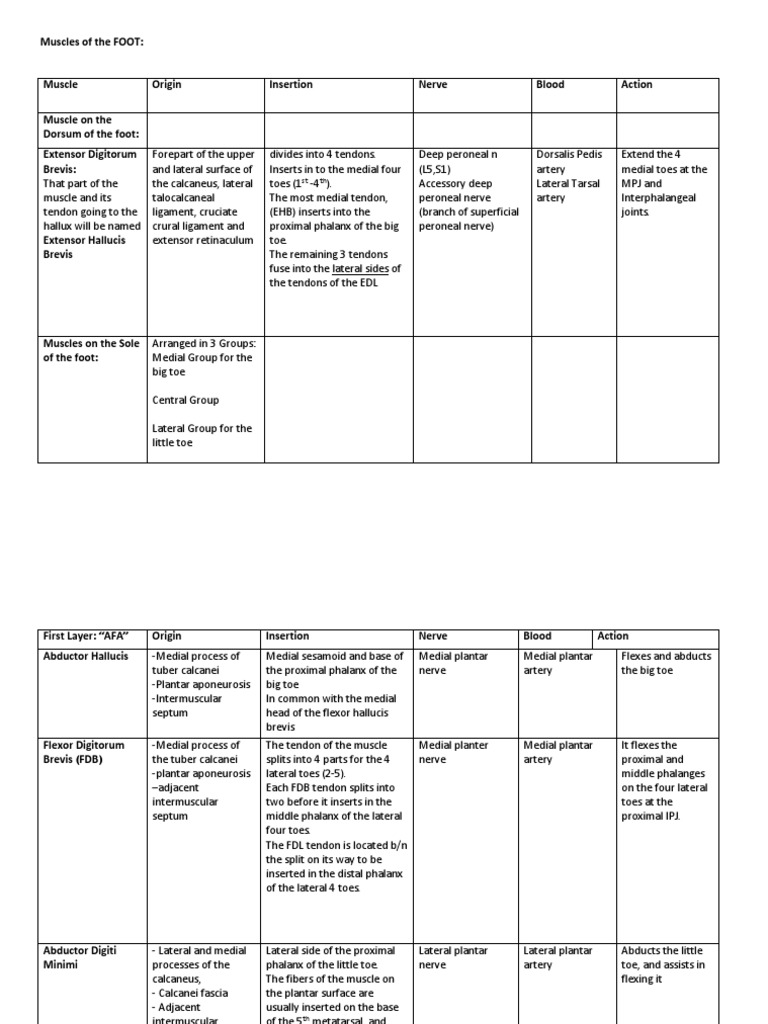 Foot Muscles Charts | PDF | Toe | Foot