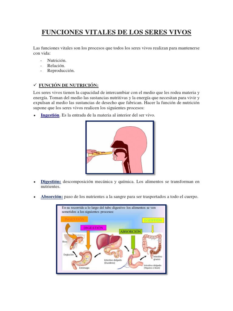Funciones Vitales de Los Seres Vivos | PDF | Nutrición | Dieta y nutrición