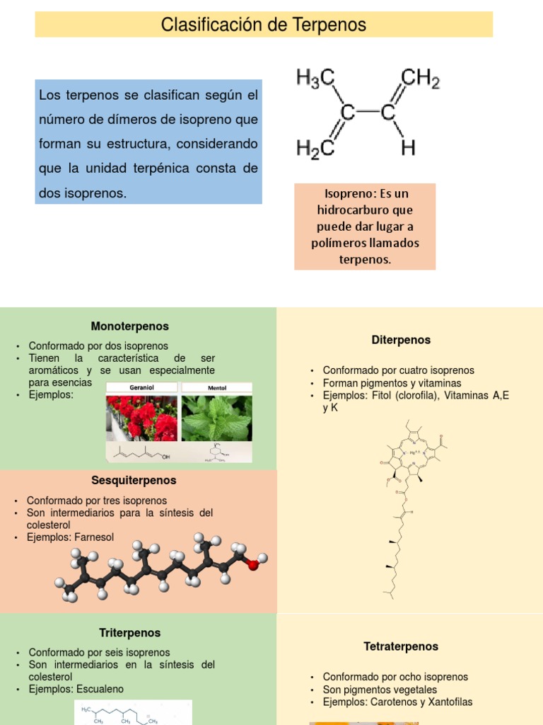 Clasificación y Ejemplos de Terpenos | PDF | Productos naturales | Plantas