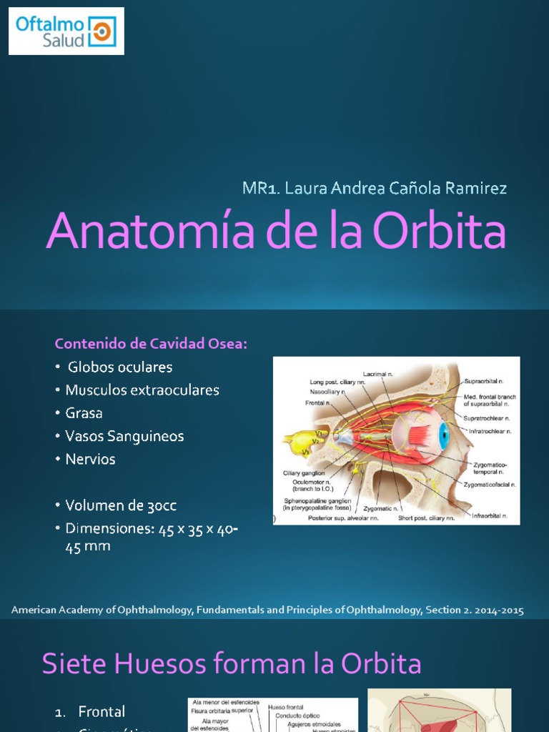 Anatomia de La Orbita 2018 | PDF | Sistema esquelético | Cara