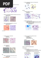 Germ Tube Test | PDF | Yeast | Microorganism
