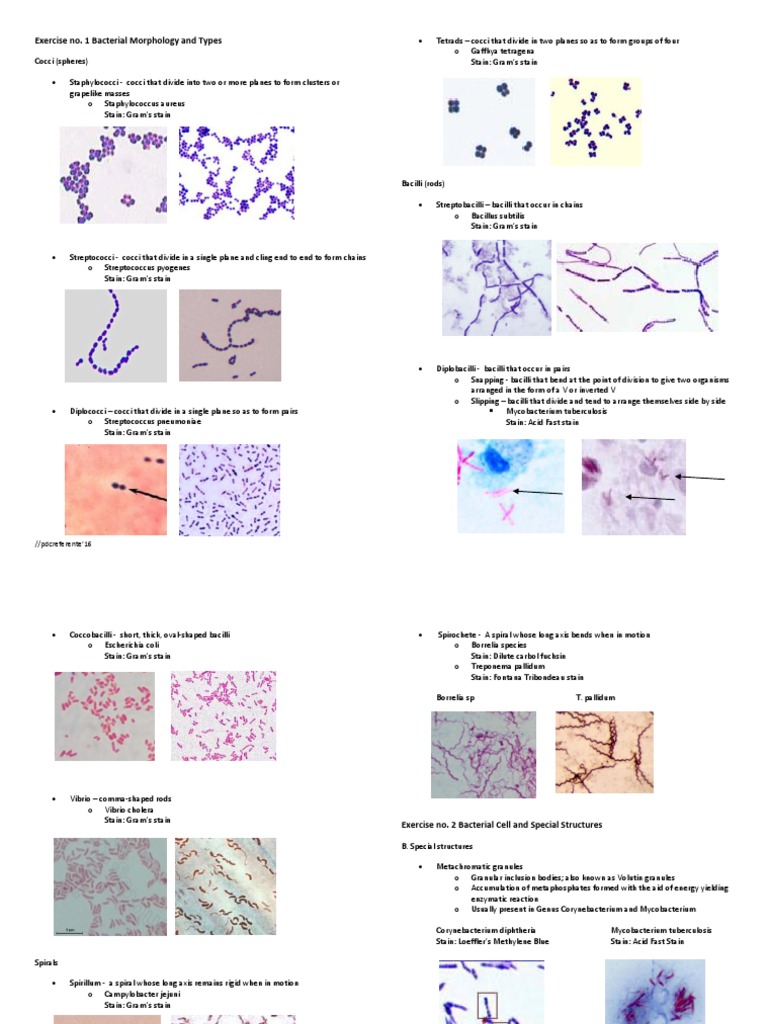Micro Lab Prac - PDCR PDF | PDF | Streptococcus | Staining