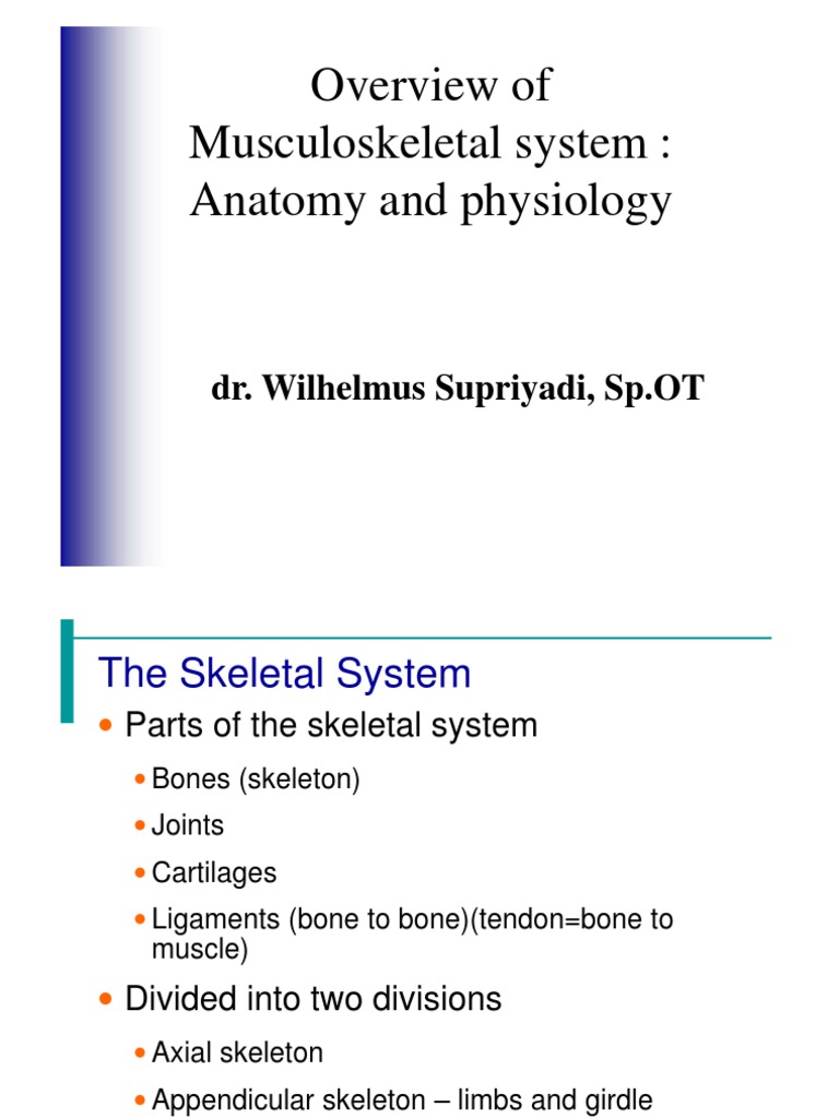 Overview of Musculoskeletal System: Anatomy and Physiology: Dr ...