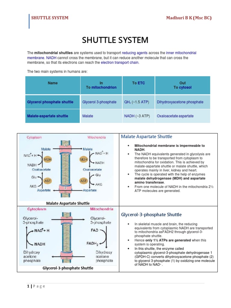 Shuttle System | PDF | Mitochondrion | Adenosine Triphosphate