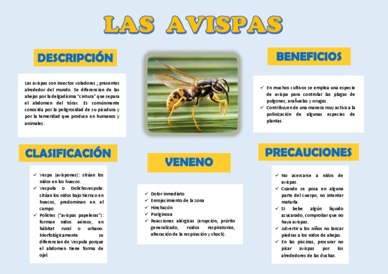 Las Avispas | PDF | Avispa | Himenópteros