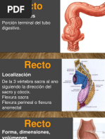 Colon Sigmoides | PDF | Intestino grueso | Recto