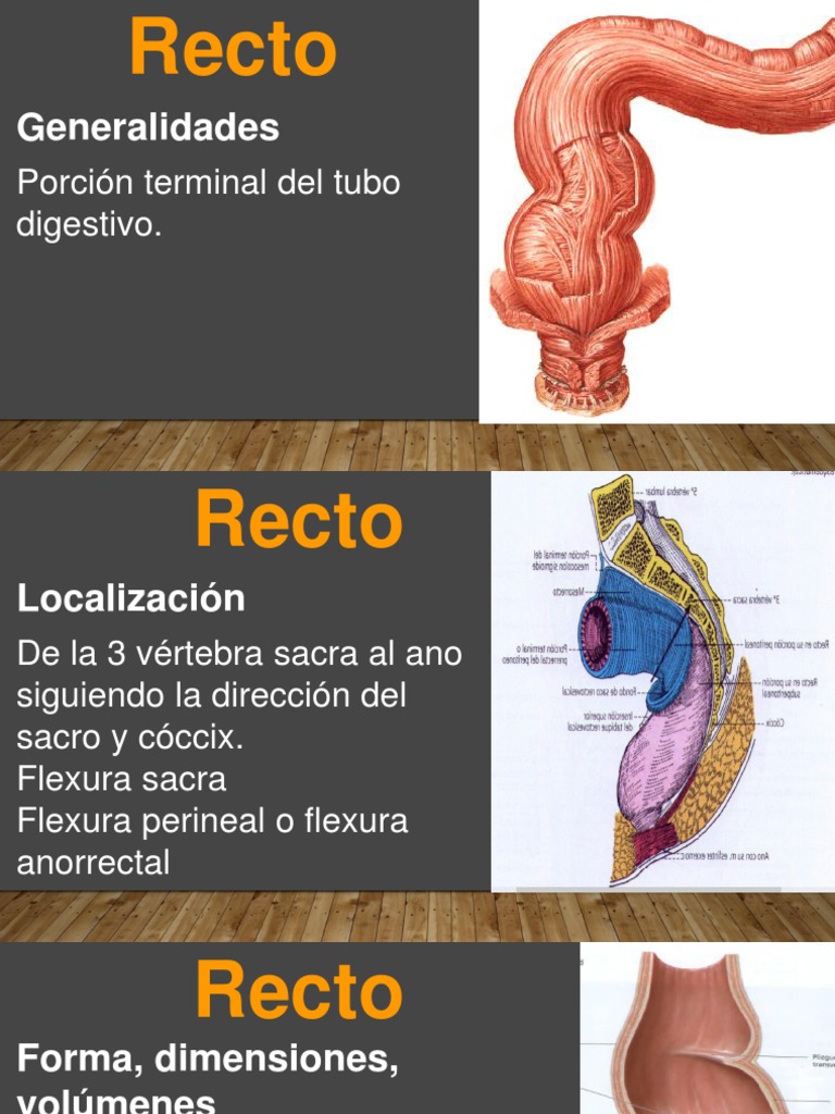 Recto y Ano | PDF | Pelvis | Recto