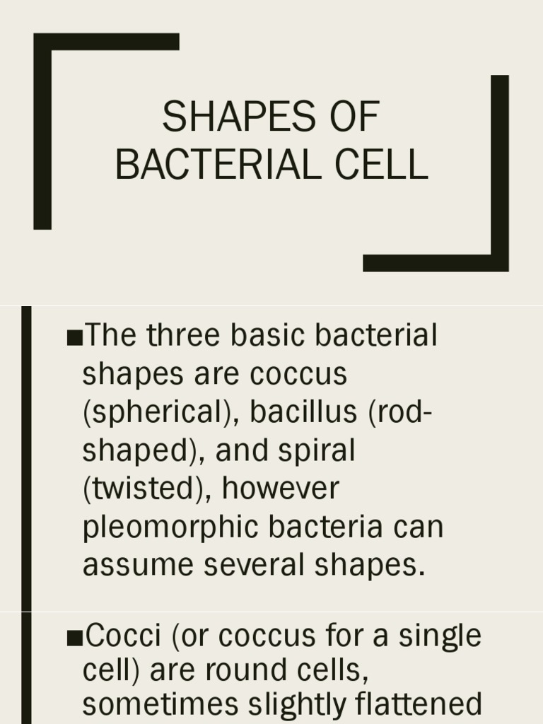 Bacterial Cell Shapes Explained | PDF | Bacillus | Streptococcus