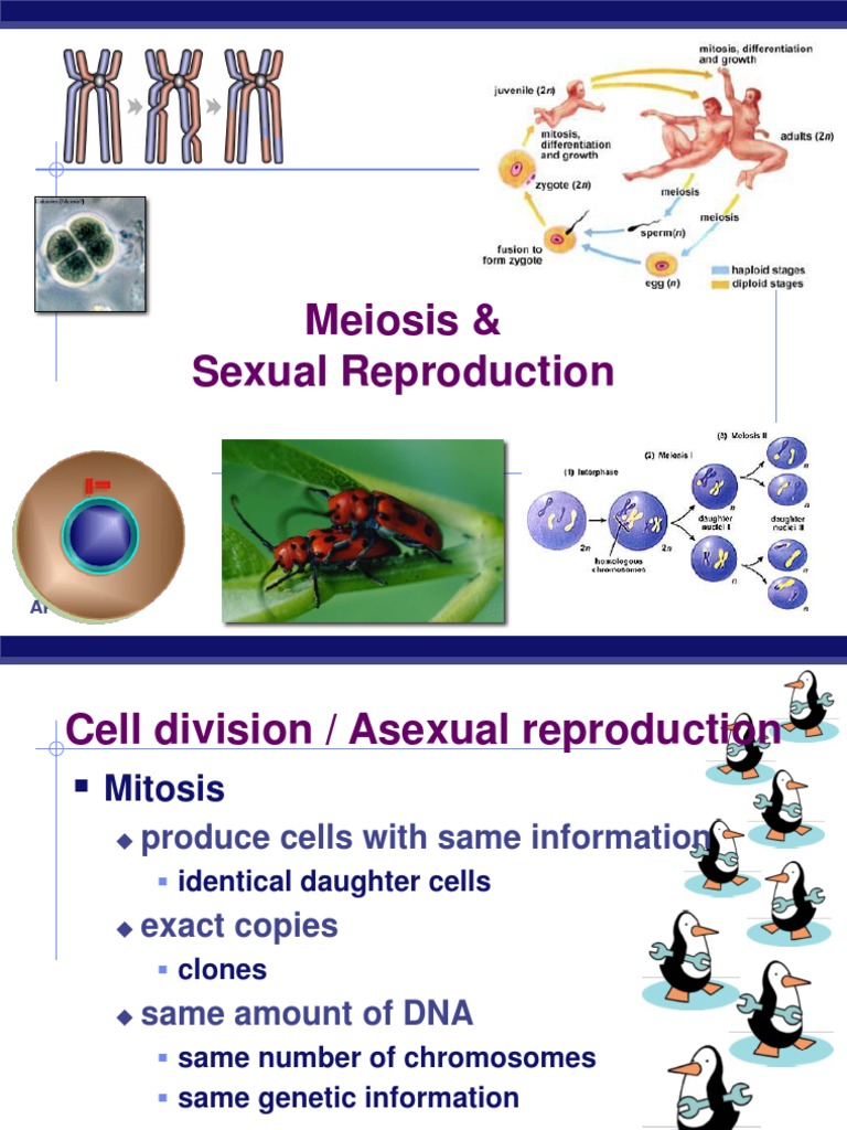 Meiosis AP Biology | PDF | Meiosis | Ploidy