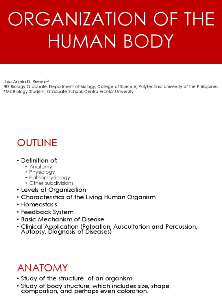 Organization of The Human Body | PDF | Homeostasis | Human Body