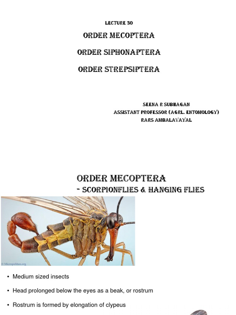 Order Mecoptera Order Siphonaptera Order Strepsiptera | PDF | Foreign ...