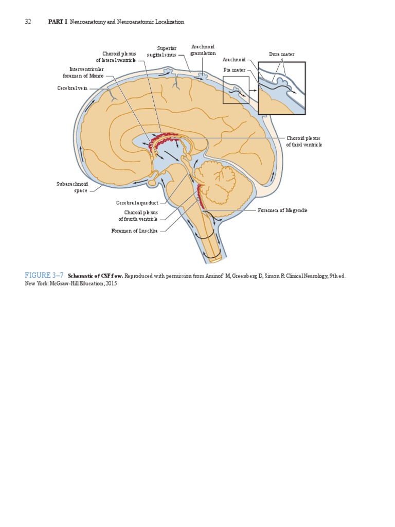 Figure 3-7: PART I Neuroanatomy and Neuroanatomic Localization | PDF