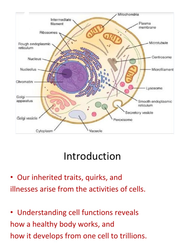 Cytology: Cell Components and Cell Cycle | PDF | Mitosis | Cell (Biology)