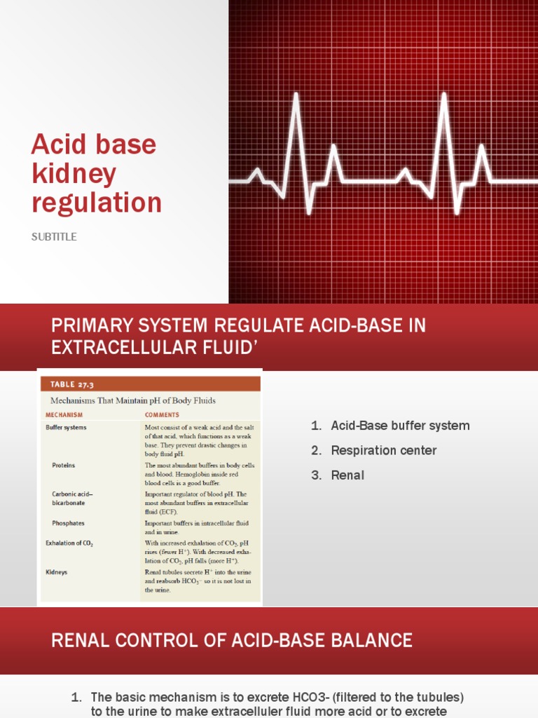 Acid Base Kidney Regulation | PDF | Kidney | Anatomy