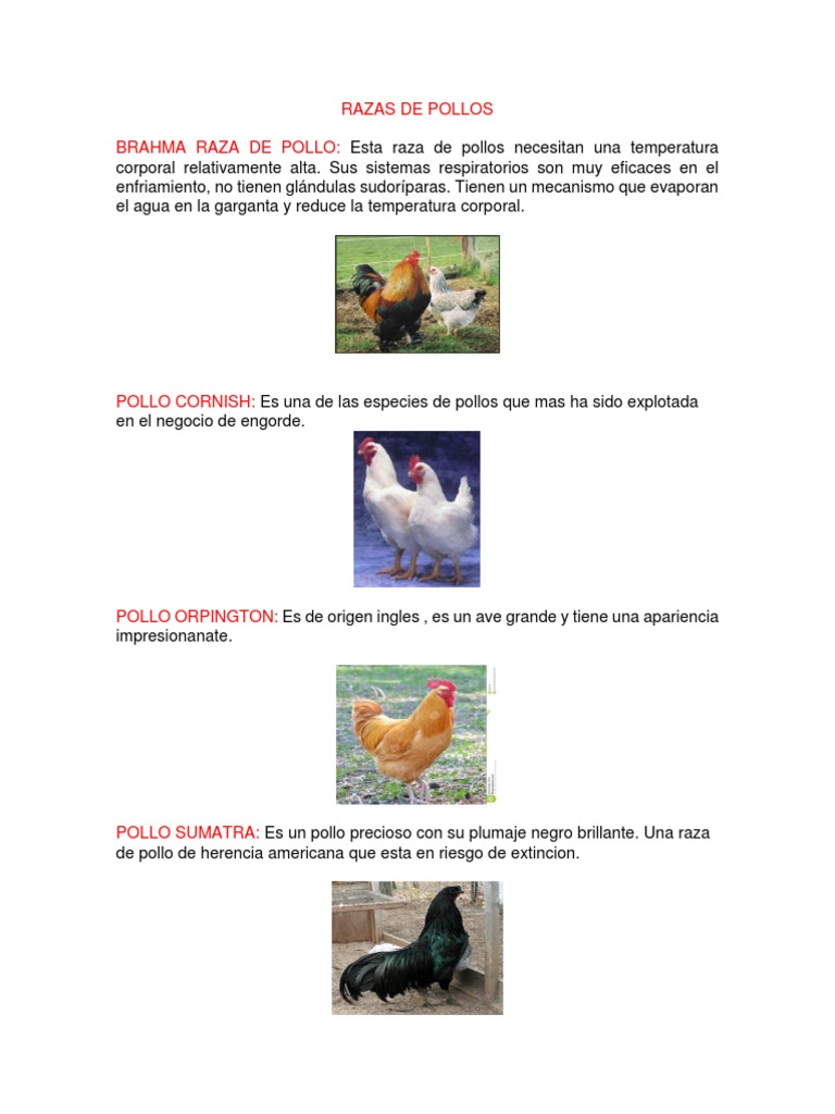 Tipos y Razas de Pollos de Engorde | PDF | Pollo | Aves