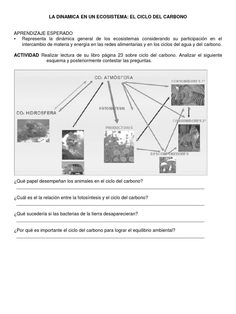 Ciclo Del Carbono | PDF