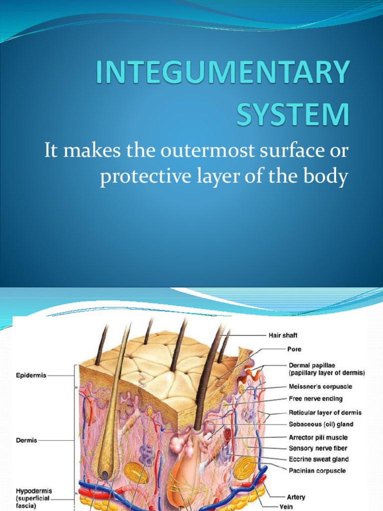 1 - Integumentary System | PDF | Integumentary System | Skin