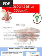 Signo del Perrito Escocés en Radiología | PDF | Vértebra | Medicina