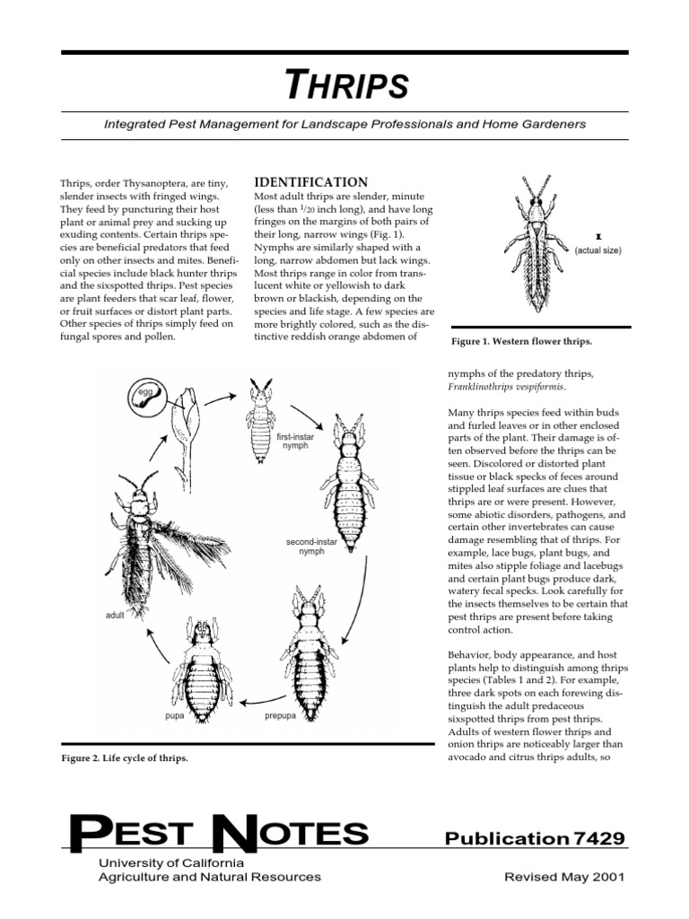 Thrips | PDF | Insecticide | Mulch