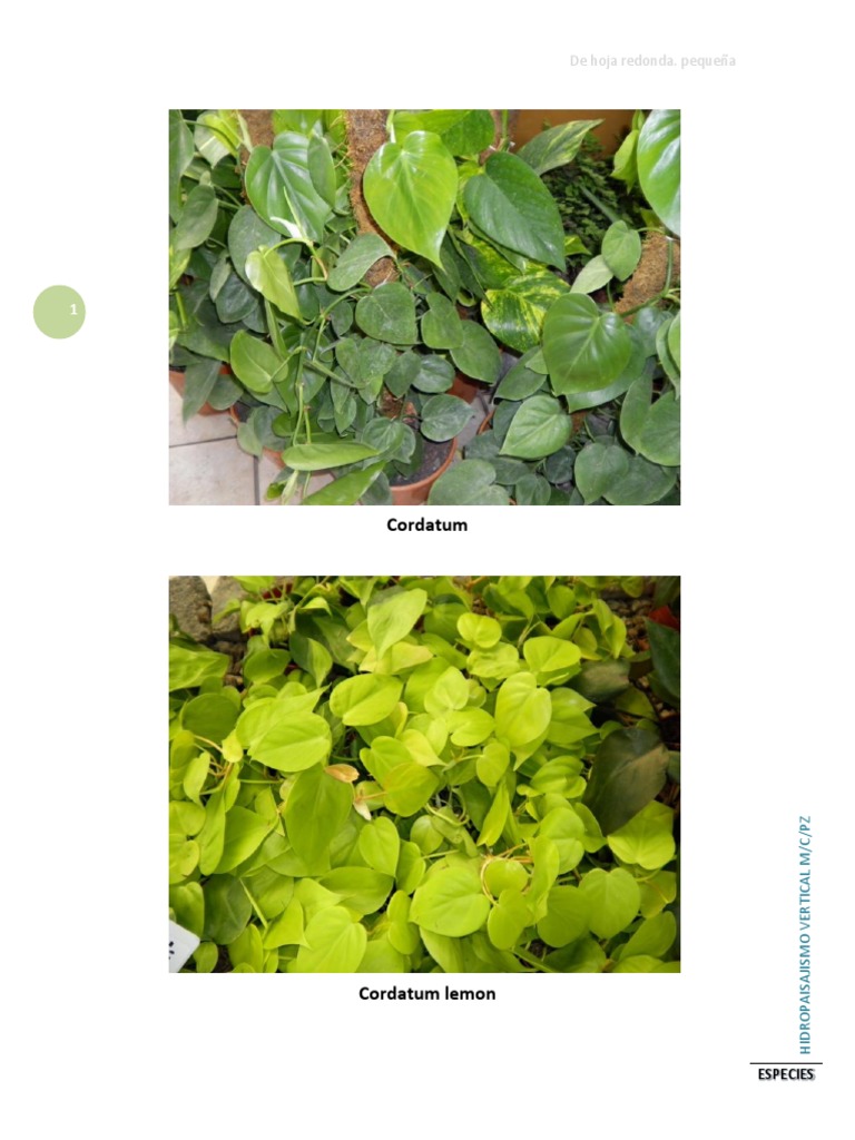 Especies de Hoja Redonda. Pequeña | PDF