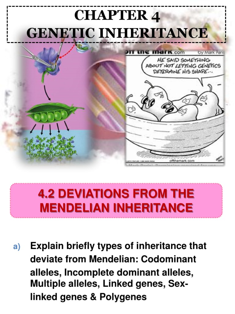 4.2 Deviations From The Mendelian Inheritance | PDF | Dominance (Genetics) | Allele