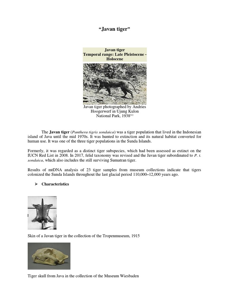 Javan Tiger | PDF | Fauna Of Asia | Tiger