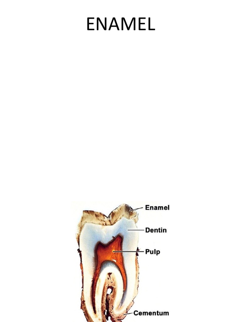 Enamel | PDF | Tooth Enamel | Tooth