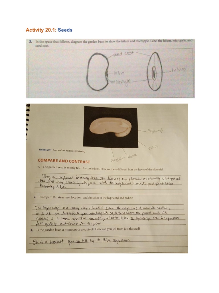 Botany Activity 20 | PDF