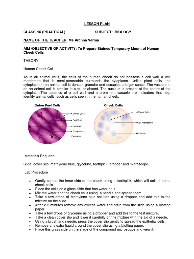 Human Cheek Cell Exp | PDF | Organelle | Cell (Biology)