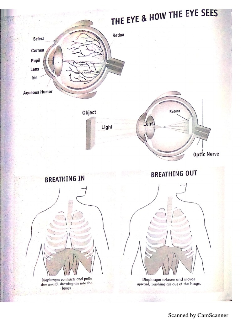 Zoology Practical | PDF