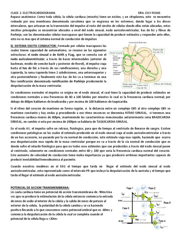 EL SISTEMA EXCITO CONDUCTOR: Formado por células marcapasos las ...