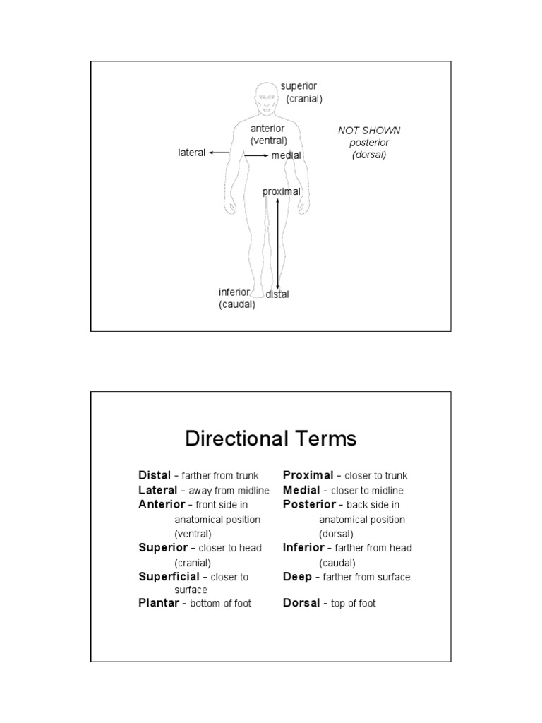 Directional Terms: Distal - Proximal - Lateral - Medial - Anterior ...