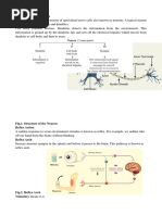 Tanner Stages of Puberty Development | PDF | Puberty | Human Reproduction