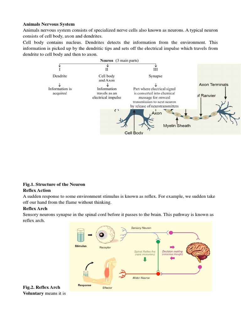 Animals Nervous System | PDF | Nervous System | Brain