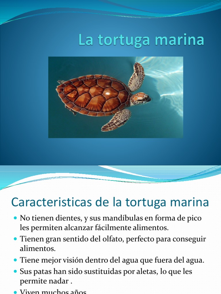 La Tortuga Marina | PDF