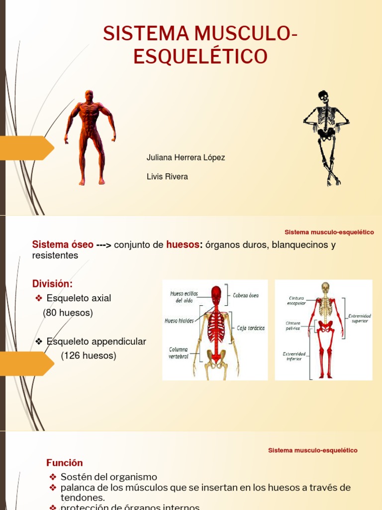 El Sistema Muscular y Esquelético | PDF | Hueso | Sistema ...