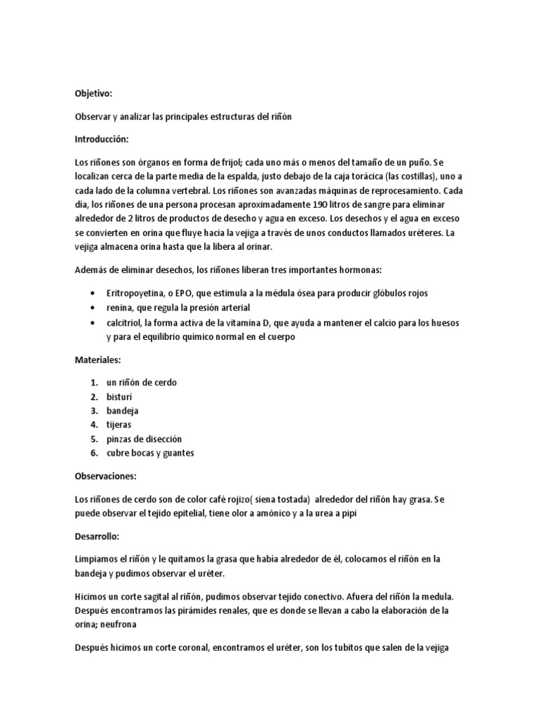 Prueba de Laboratorio de Riñones de Pollo | PDF | Riñón | Anatomia animal