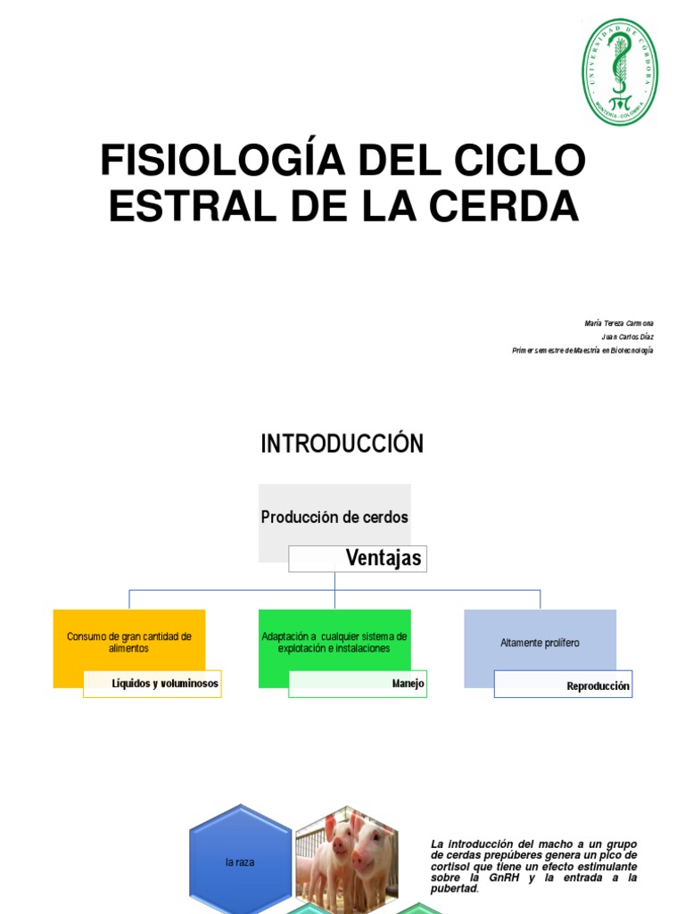 FISIOLOGIA DEL CICLO ESTRAL DE LA CERDA | Sistema endocrino | Procesos biologicos