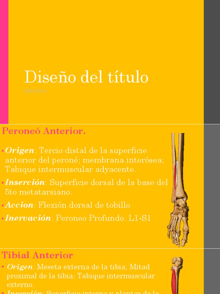 Músculos de MMII | PDF | Rodilla | Anatomía del miembro inferior