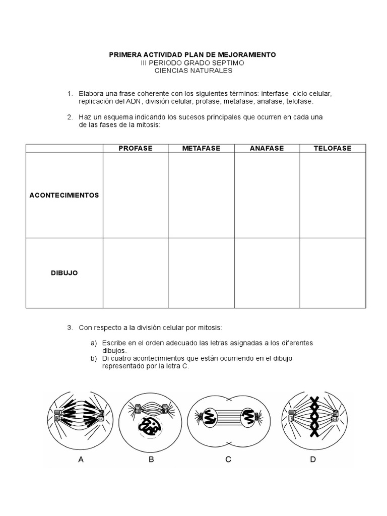 Hoja De Trabajo Sobre Mitosis Y Meiosis: Clave De Respuestas