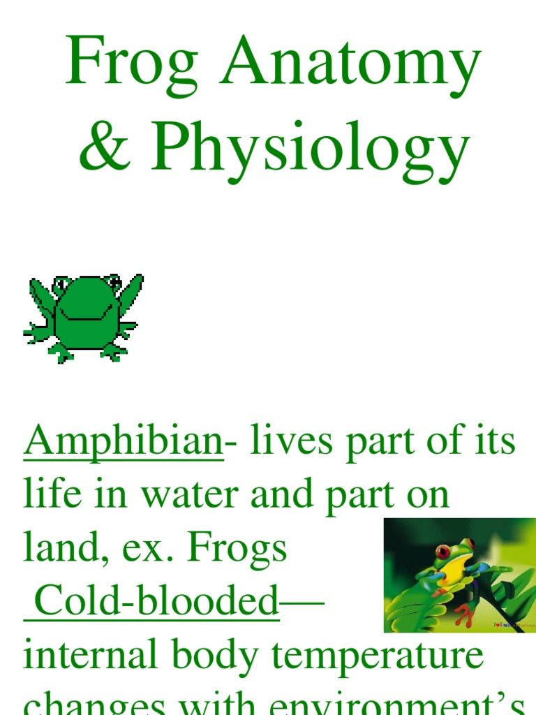Frog Anatomy Physiology | PDF | Human Body | Frog
