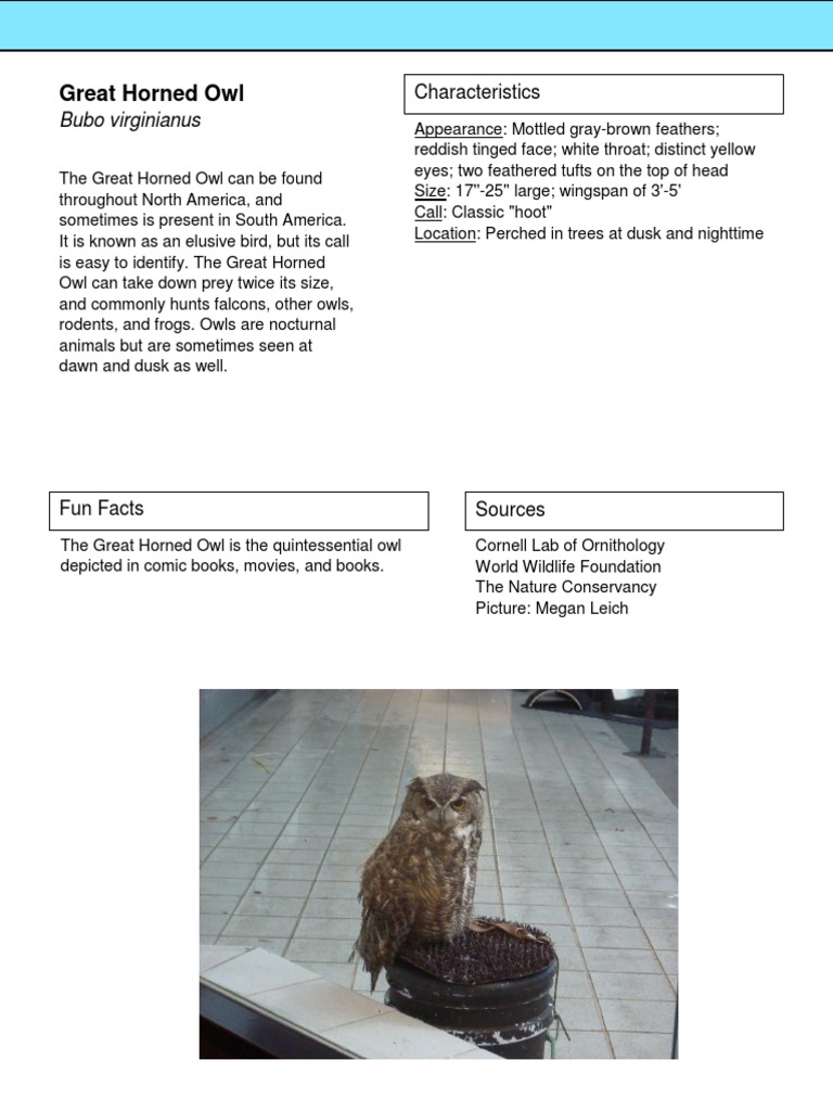 Great Horned Owl 1 | PDF | Science & Mathematics