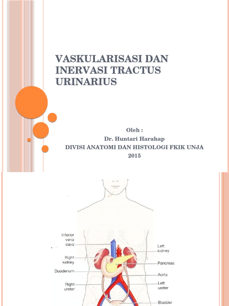 Vaskularisasi dan Inervasi Tractus Urinarius | PDF