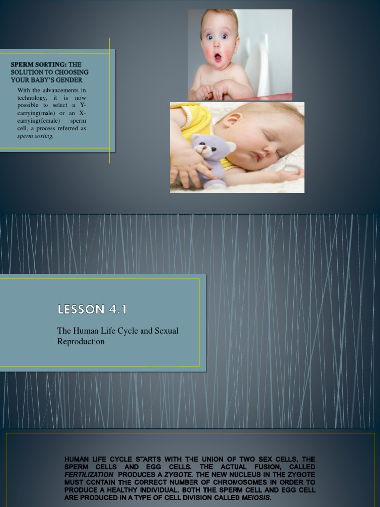 The Human Life Cycle and Sexual Reproduction | PDF