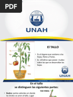 Tallos Modificados - Botánica | PDF | Tallo de la planta | Morfología ...